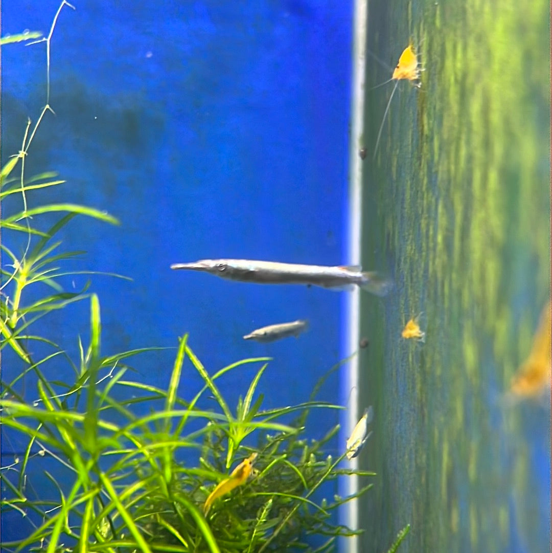 Half Beaks Gold (Dermogenys pusilla) – Tropical Aquarium