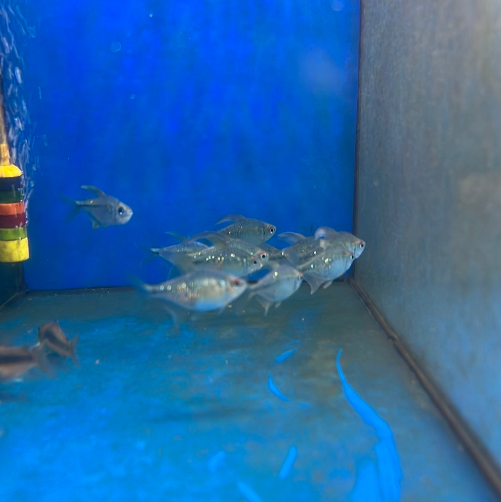 Diamond Tetra (Moenkhausia pitteri) – Tropical Aquarium