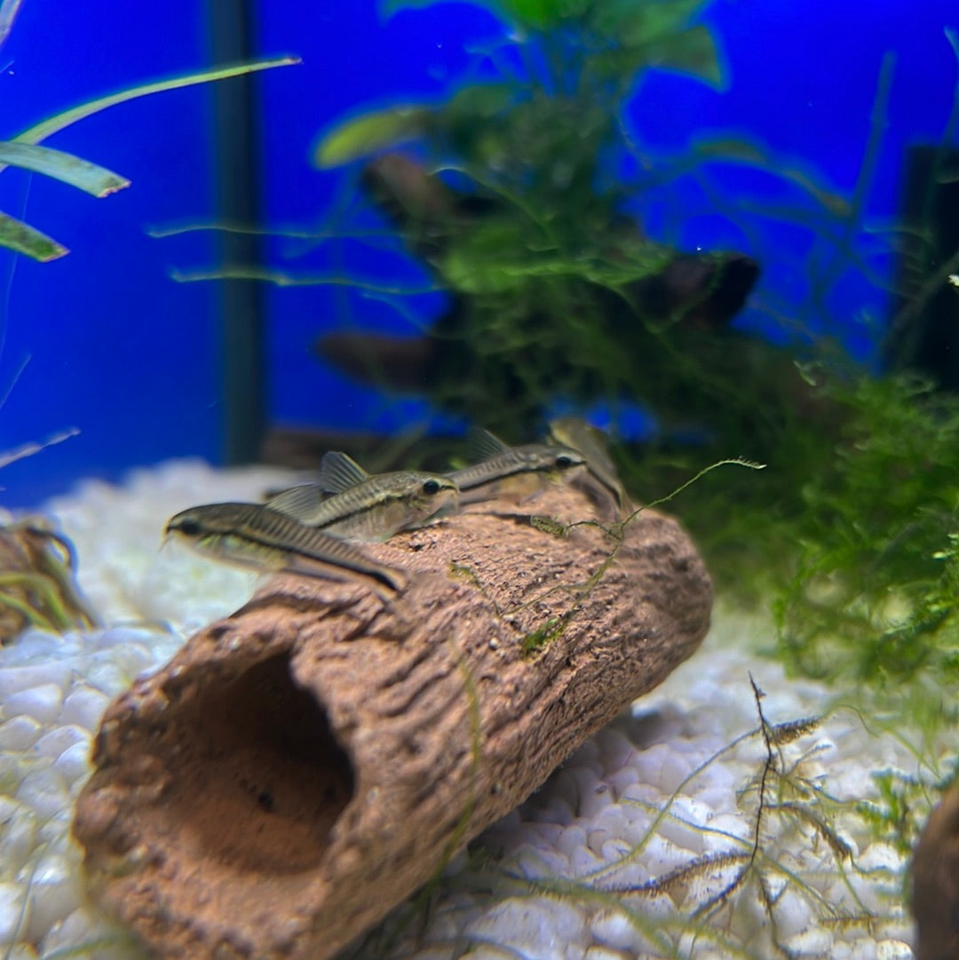 Pygmy cory (Corydoras Pygmaeus) – Tropical Aquarium