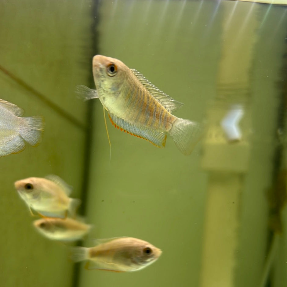 Gourami Fish - Buy Gourami's Online Australia – Tropical Aquarium