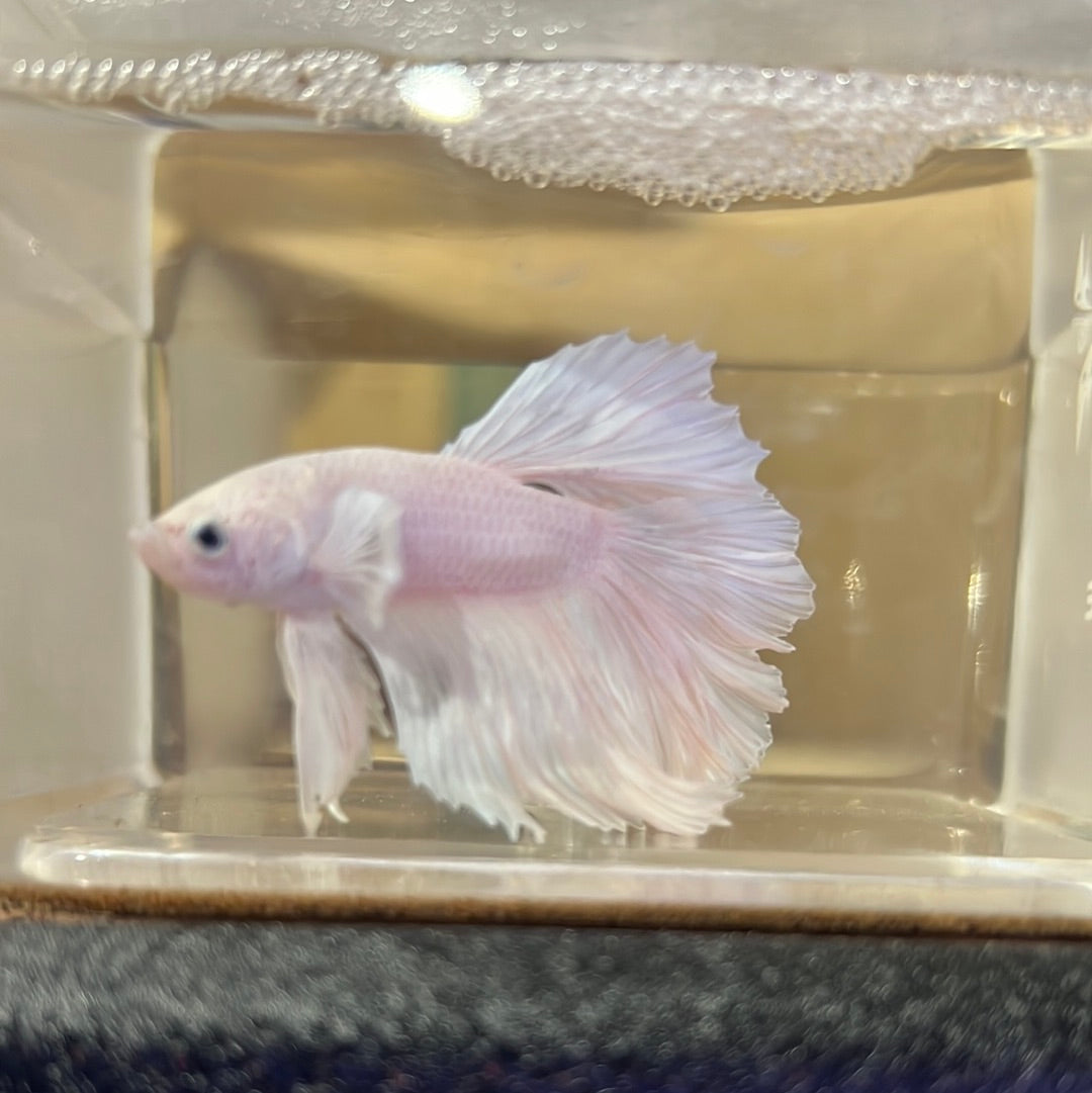 Dumbo HalfMoon Betta – Tropical Aquarium
