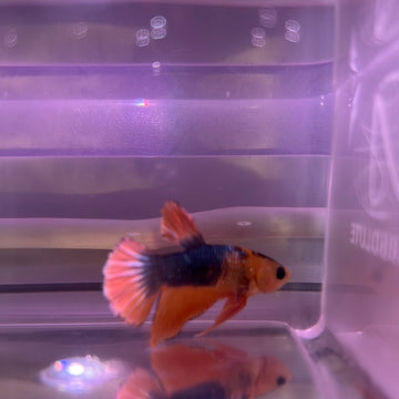 Bettas - Buy Betta Fish (Fighting Fish) Online Australia – Tropical ...