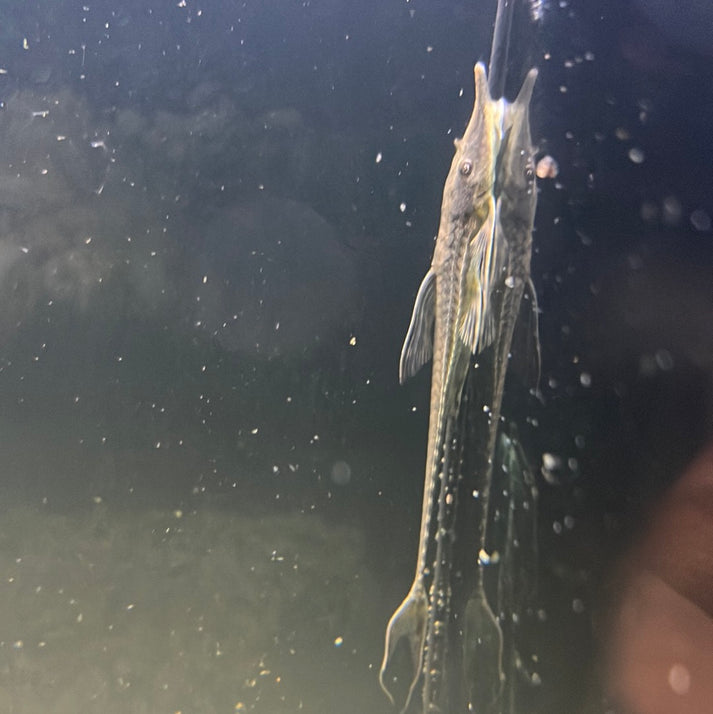 Longnose Whiptail Catfish (Sturisoma Barbatum) – Tropical Aquarium