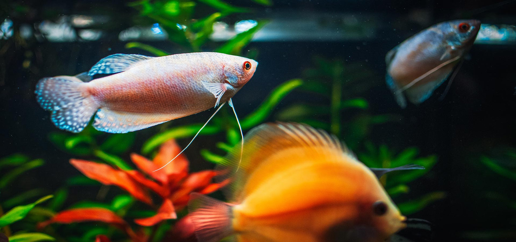 Tropical Aquarium Shop Brisbane