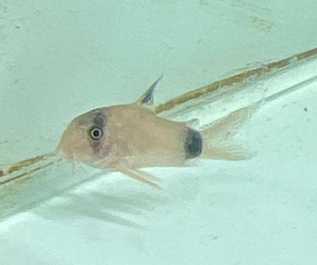 Corydoras – Tropical Aquarium