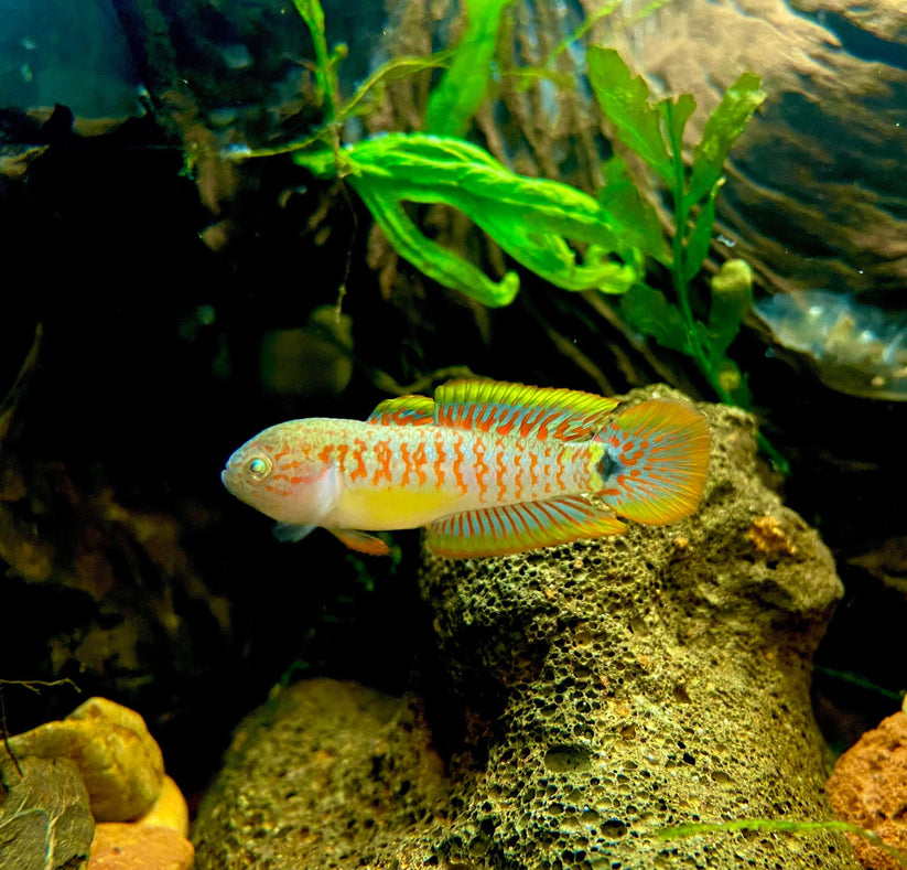 Peacock Gudgeon (Tateurndina ocellicauda ) – Tropical Aquarium