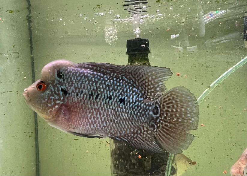 Flower Horn (Red Dragon) – Tropical Aquarium