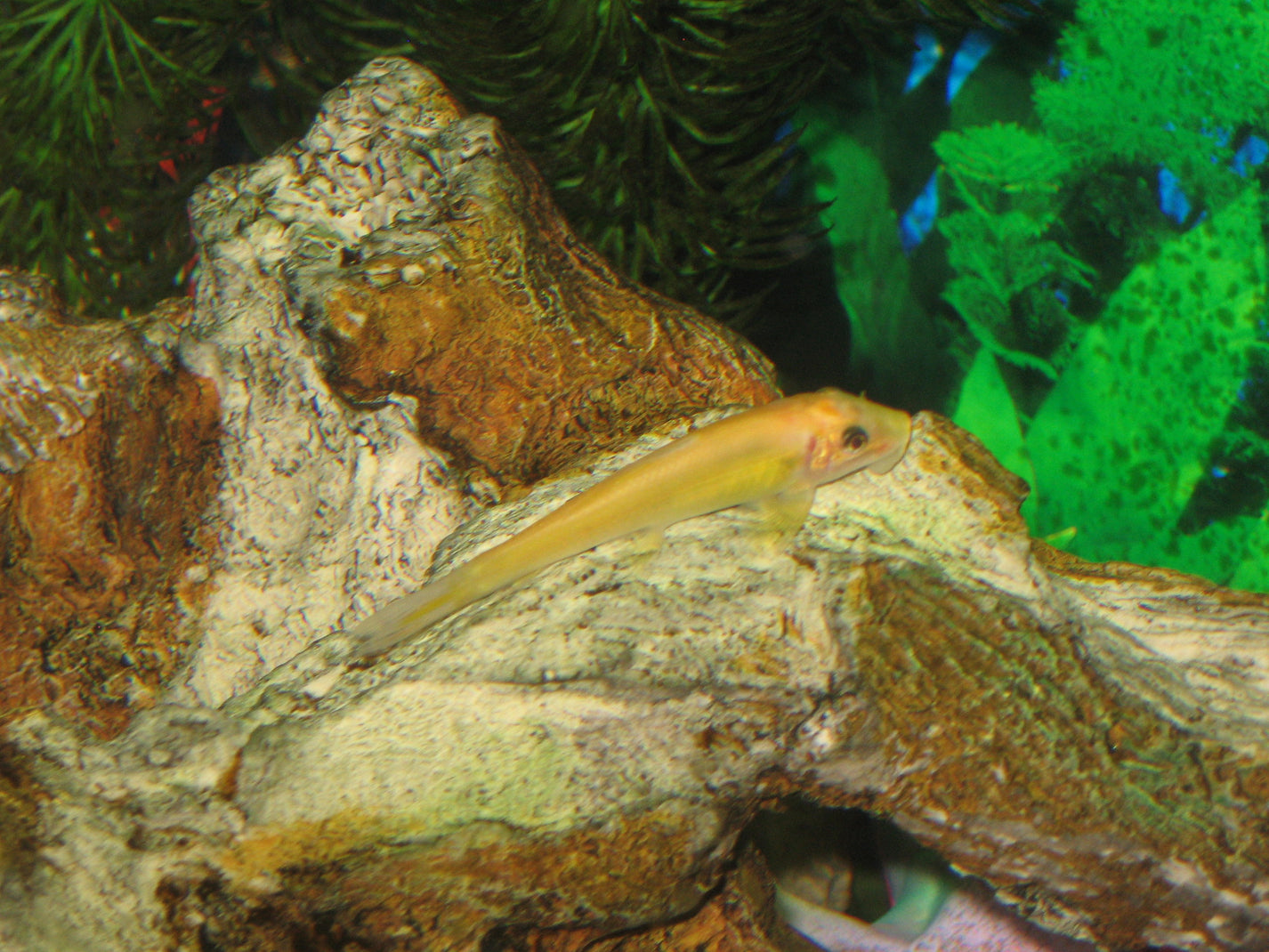 Gold Algae Eater – Tropical Aquarium