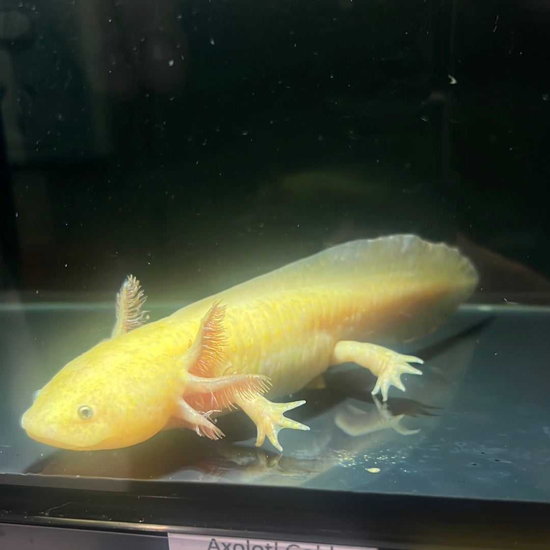 Gold Axolotl (Ambystoma mexicanum) – Tropical Aquarium
