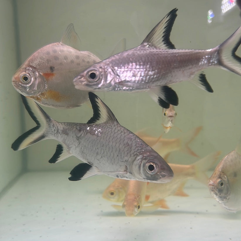 Silver Shark (Balantiocheilus melanopterus) – Tropical Aquarium