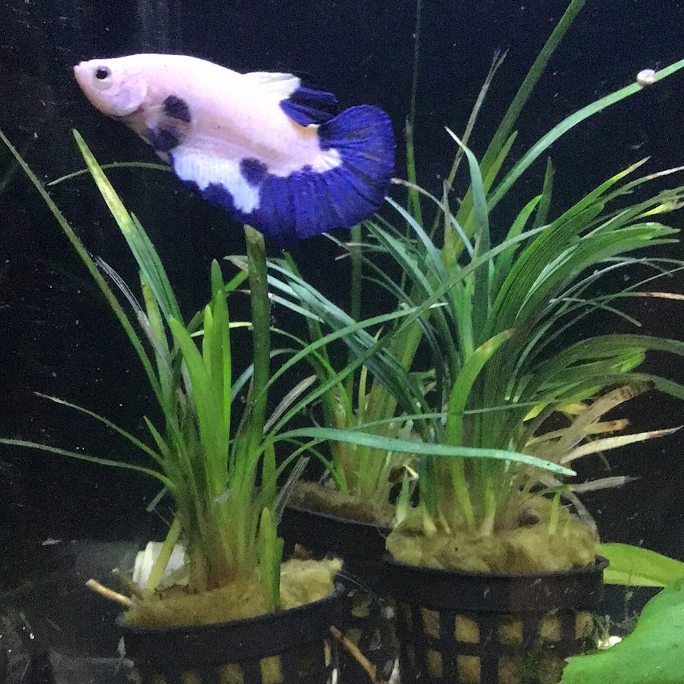 Blue Marble Panda Betta – Tropical Aquarium