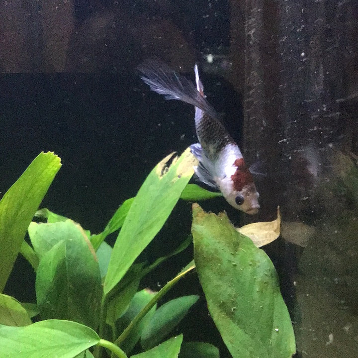 Bettas - Buy Betta Fish (Fighting Fish) Online Australia – Page 2 ...