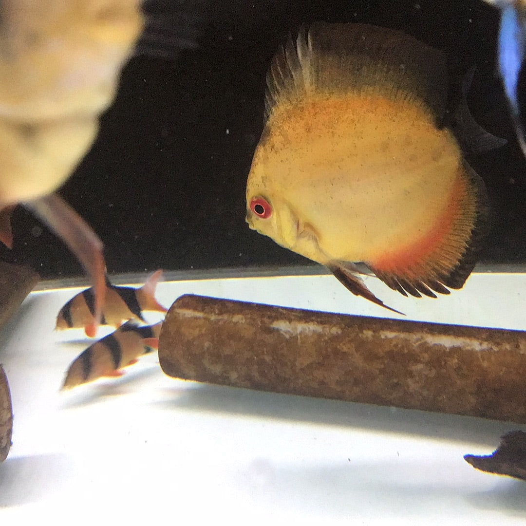 Golden Sunset Discus (Symphysodon sp.) – Tropical Aquarium