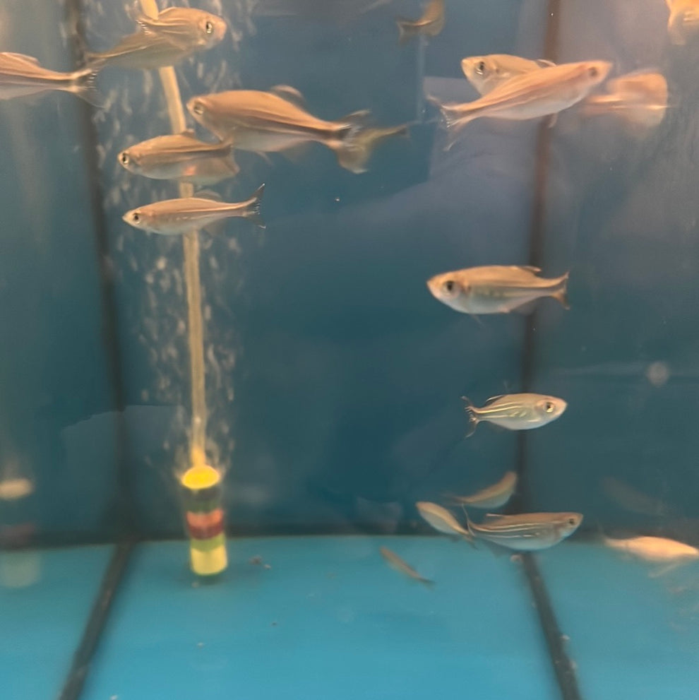 Giant Danio (Devario malabaricus) – Tropical Aquarium