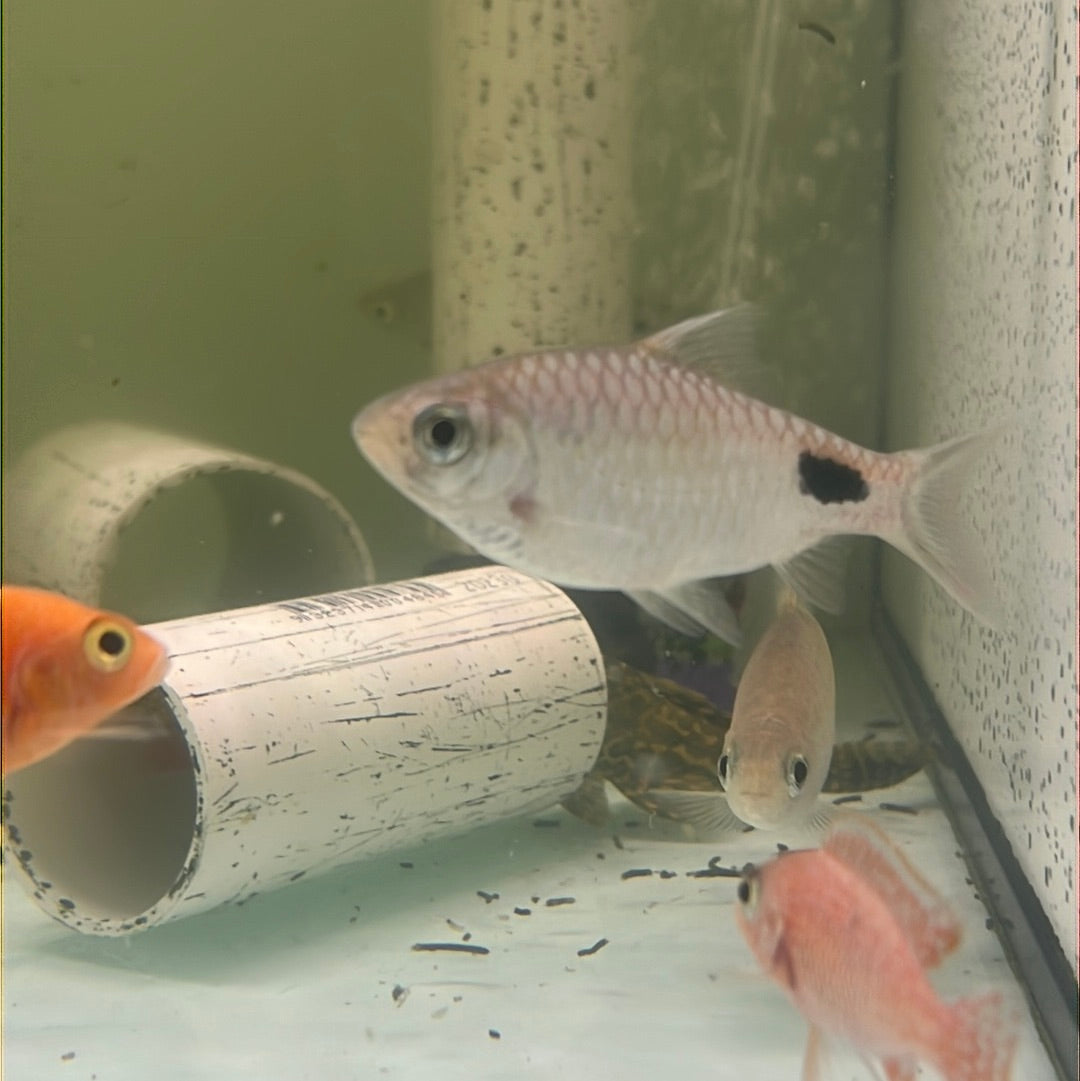 Red Fin Black Spot Barb (Puntius filamentosus) – Tropical Aquarium