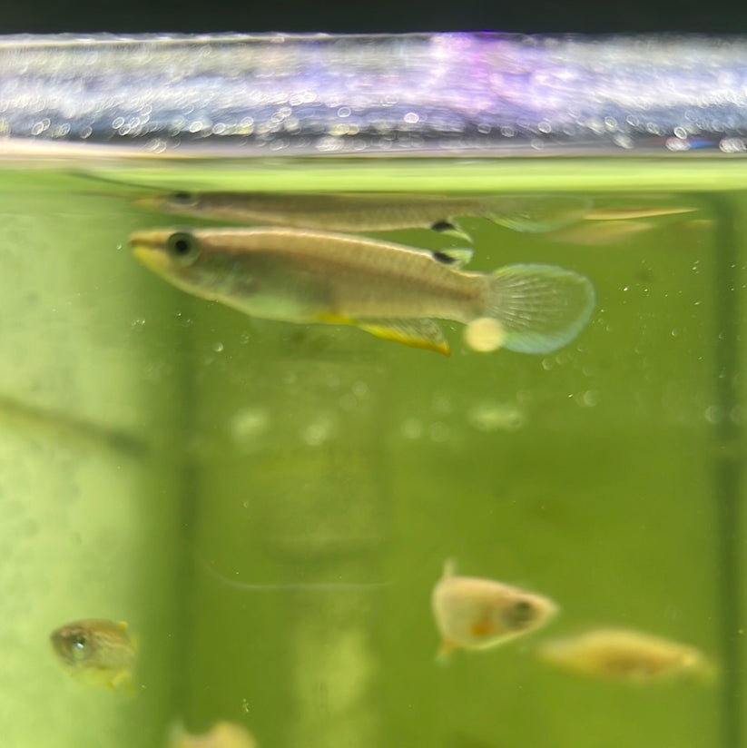 Blue Panchax (Aplocheilus Panchax) – Tropical Aquarium