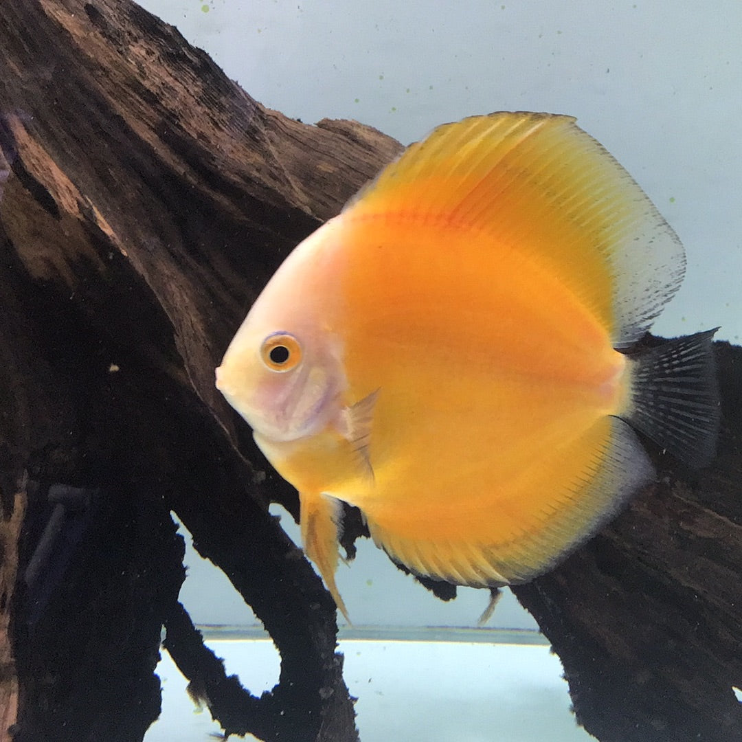 Yellow Melon Discus (Symphysodon sp.) – Tropical Aquarium