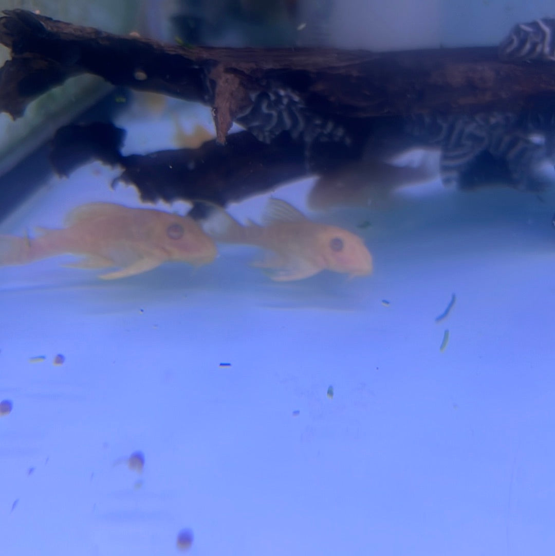 L333 Albino King Tiger Pleco (Hypancistrus sp) – Tropical Aquarium