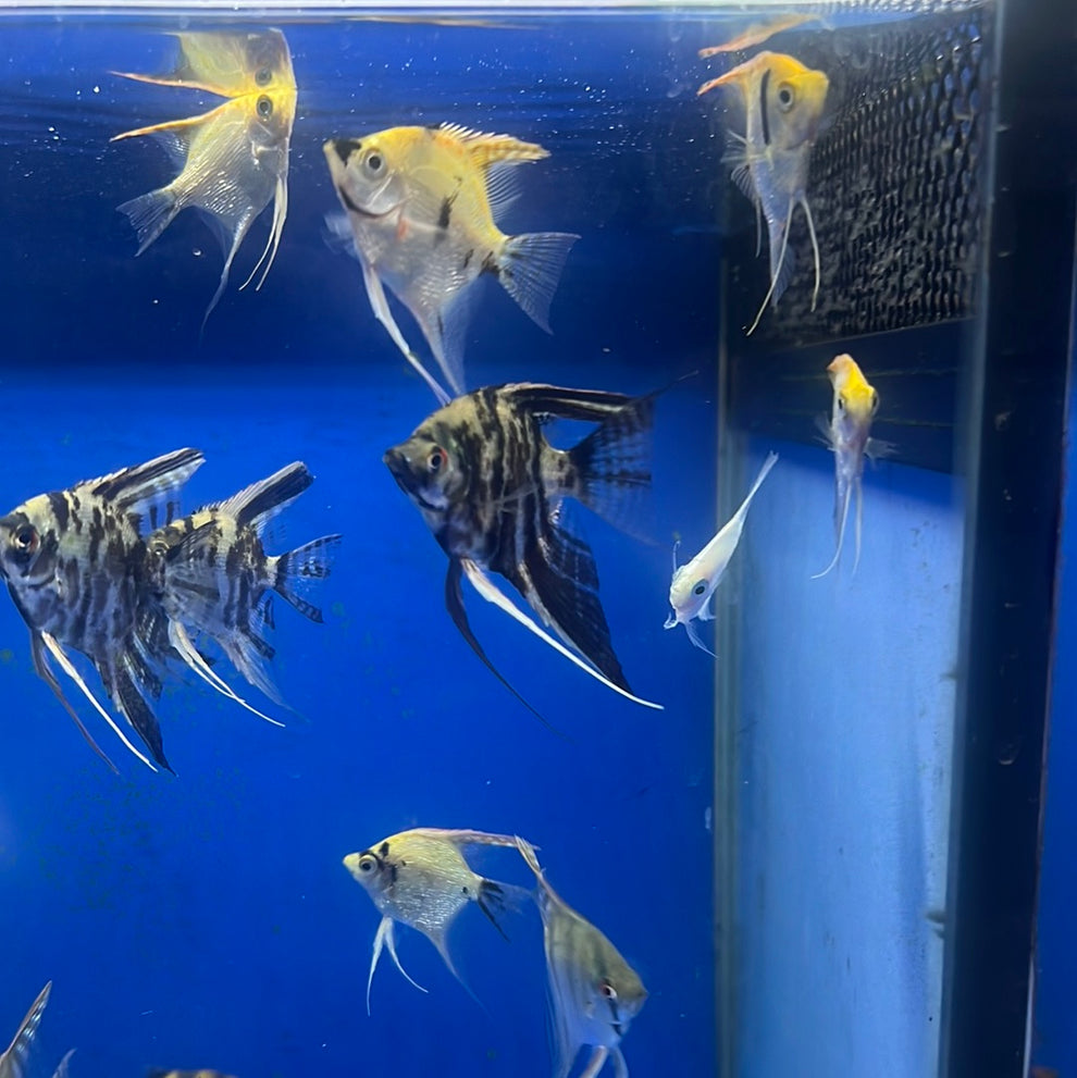 Assorted Angelfish (Pterophyllum Scalare ) – Tropical Aquarium