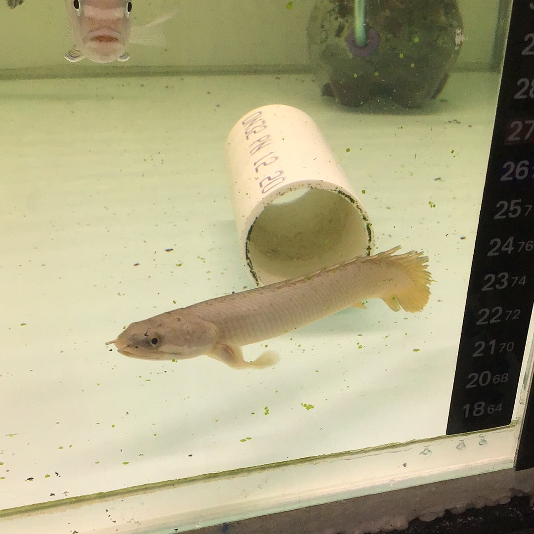 Senegal Bichir (Polypterus senegalus) – Tropical Aquarium