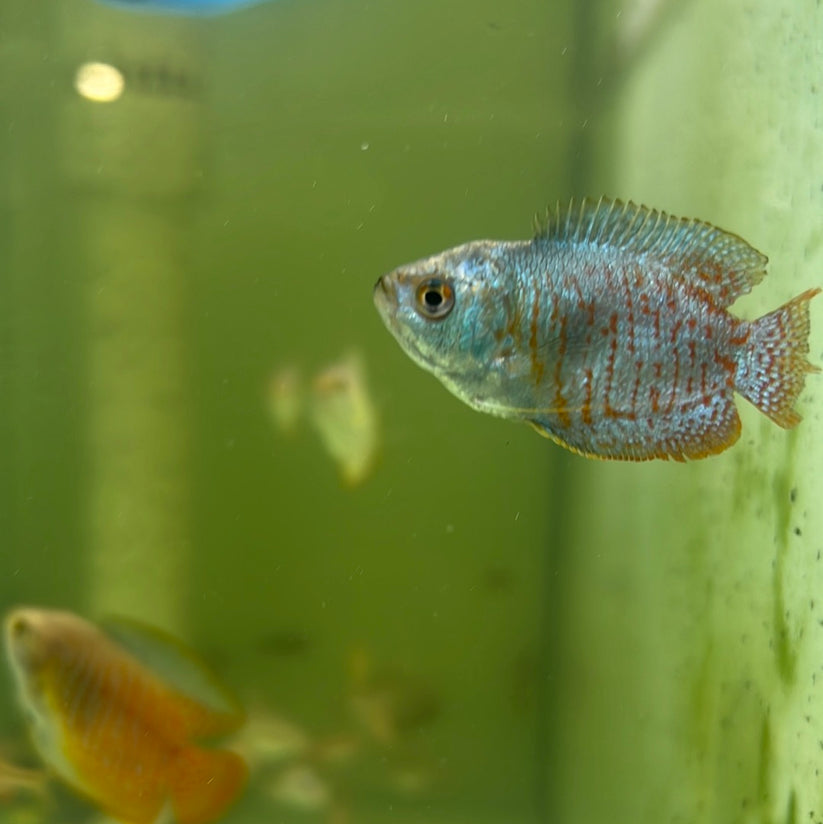 Neon Blue Dwarf Gourami (Trichogaster lalia) – Tropical Aquarium