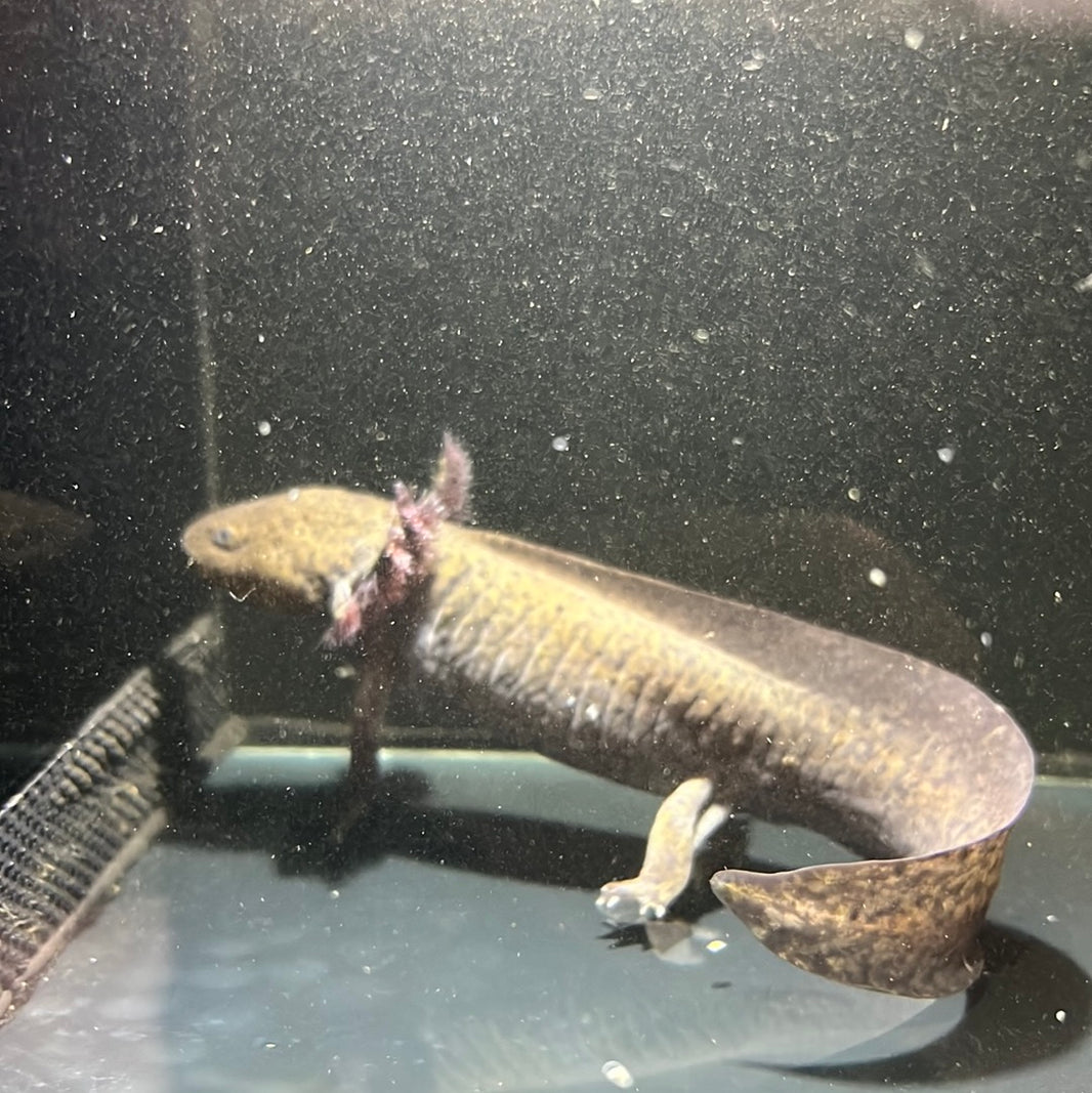 Axolotl (Ambystoma mexicanum) – Tropical Aquarium