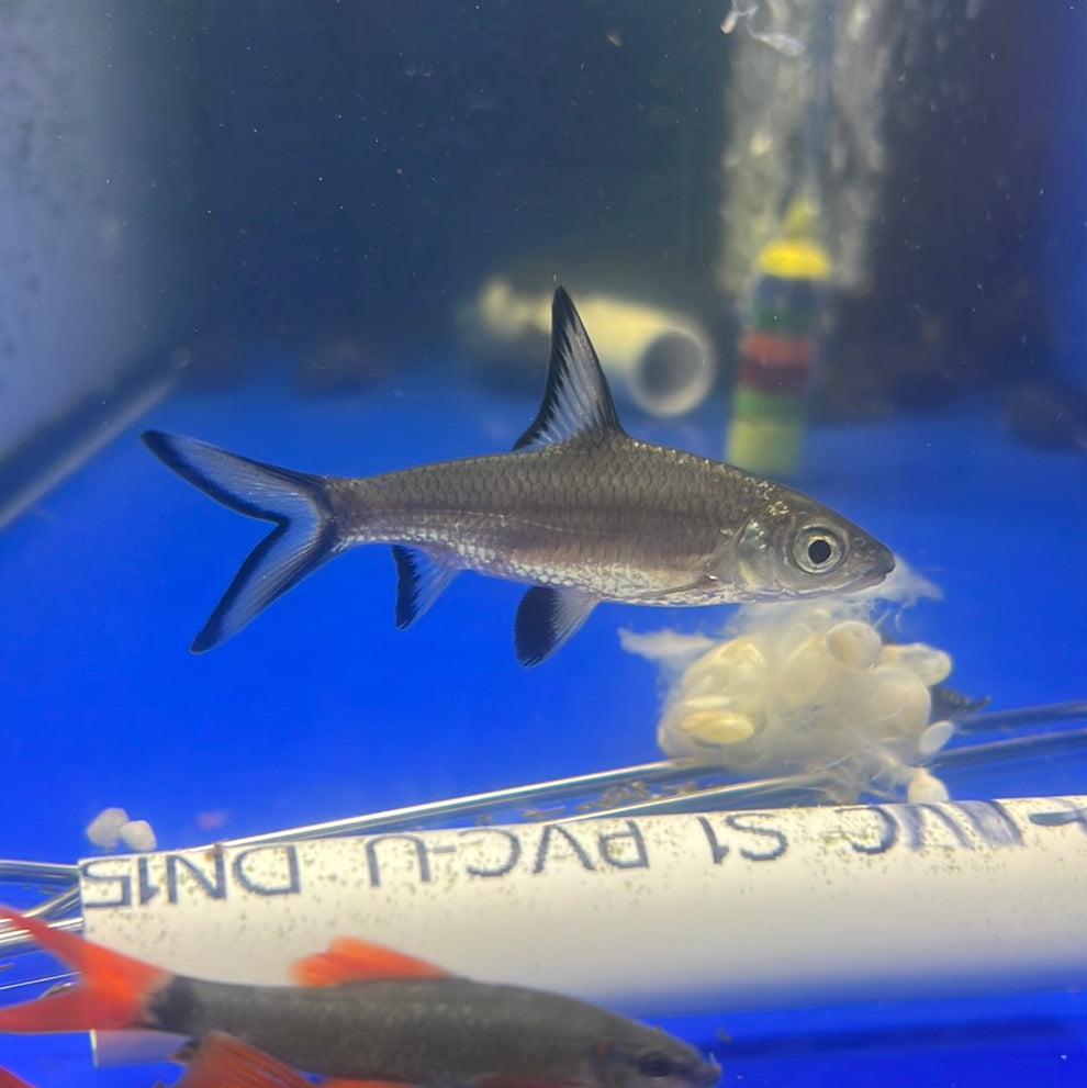 Silver Shark (Balantiocheilus melanopterus) – Tropical Aquarium