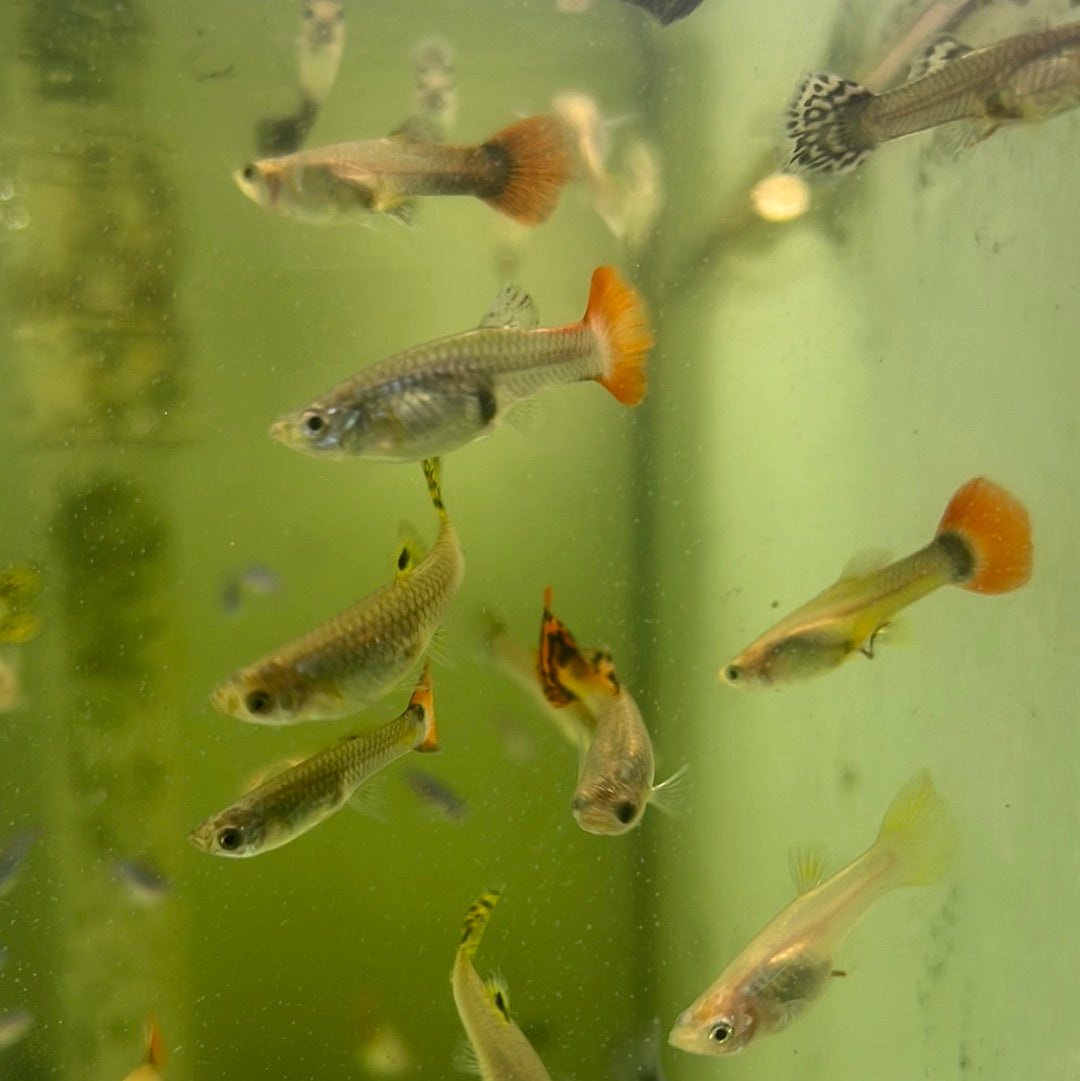 Assorted Guppies (Poecilia reticulata) – Tropical Aquarium