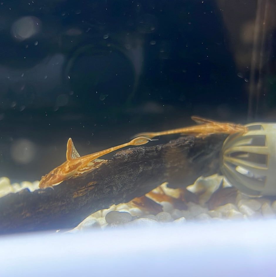 Cat Fish/L number pleco/Bristle Nose/Loaches – Tropical Aquarium