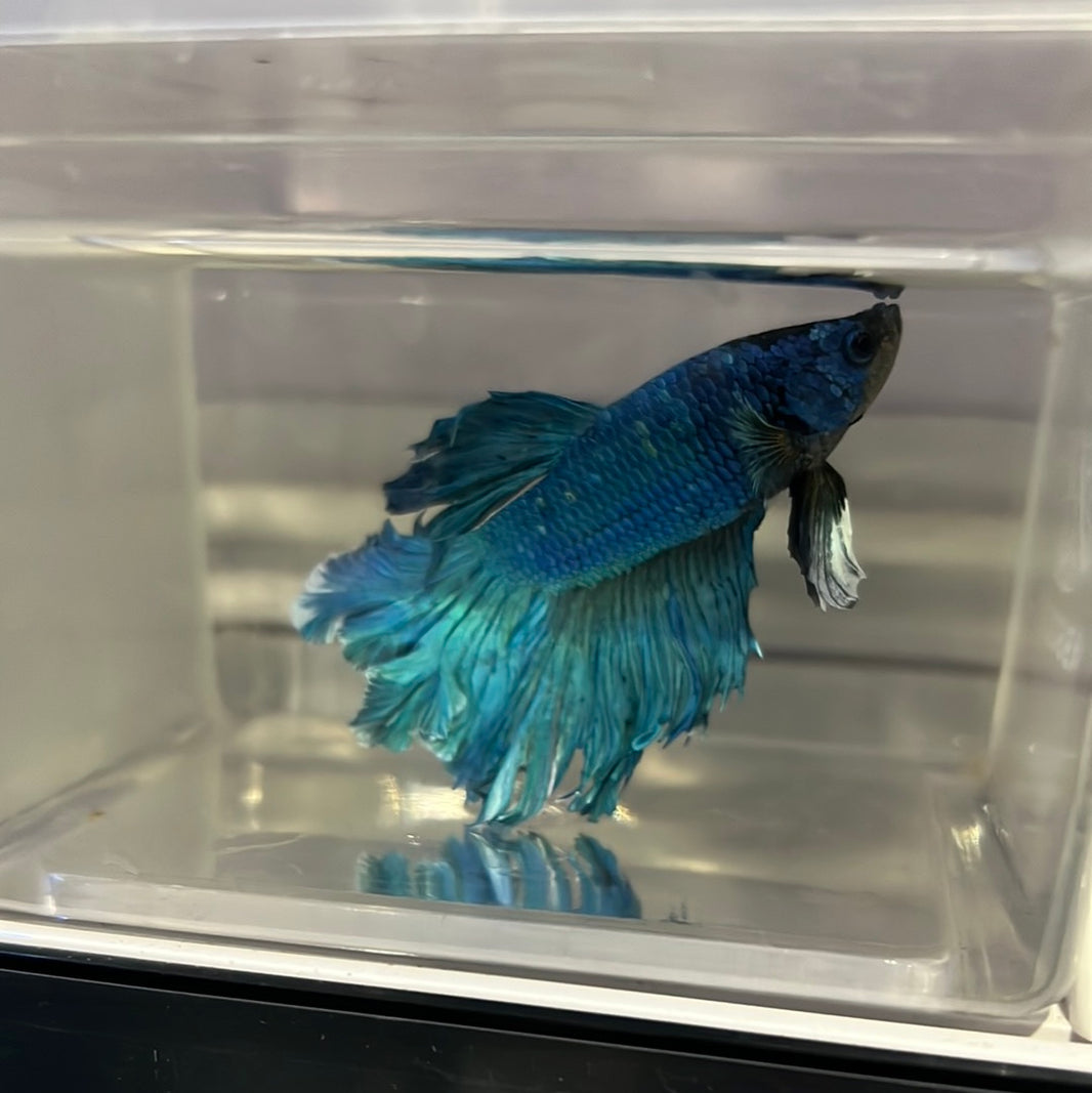 Bettas - Buy Betta Fish (Fighting Fish) Online Australia – Tropical ...
