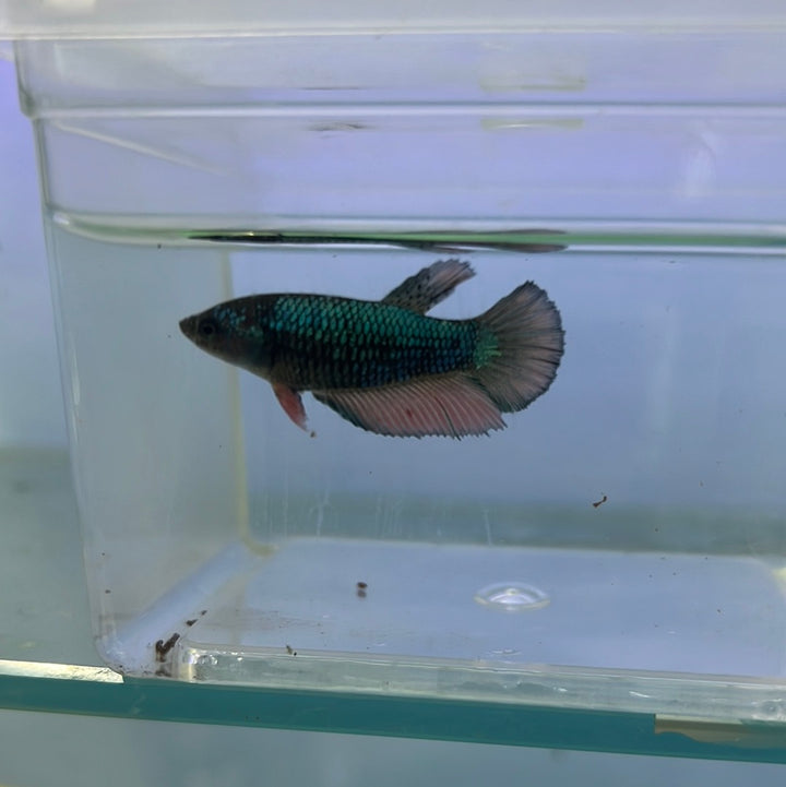 Bettas - Buy Betta Fish (Fighting Fish) Online Australia – Tropical ...