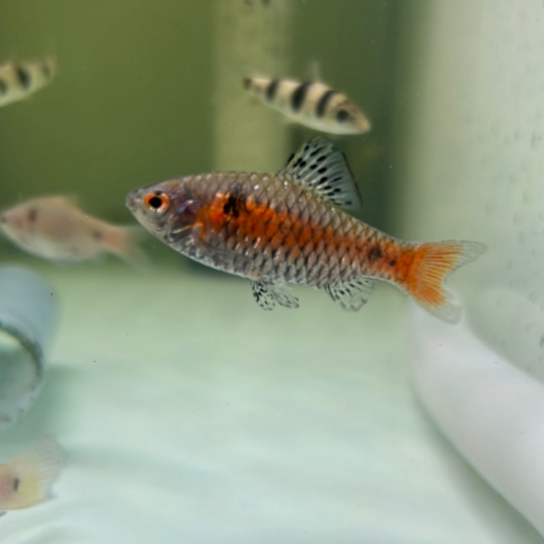 Black Ruby Barb (Puntius nigrofasciatus) – Tropical Aquarium