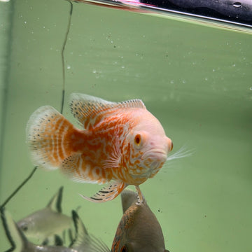 Oscars - Buy Oscar Fish Online Australia – Tropical Aquarium