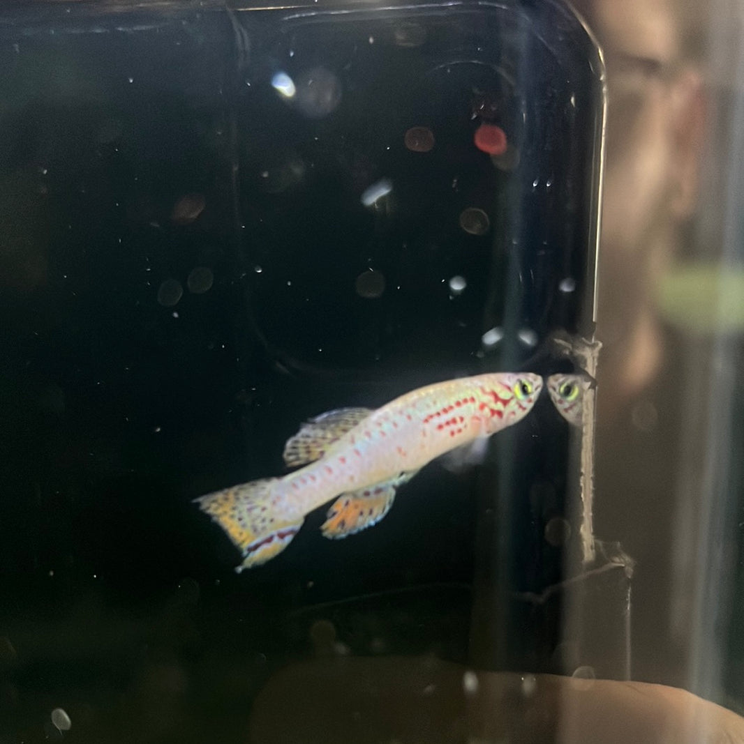 Buy Killifish Online Australia – Tropical Aquarium