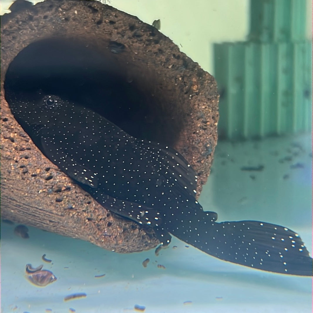Cat Fish/L number pleco/Bristle Nose/Loaches – Tropical Aquarium