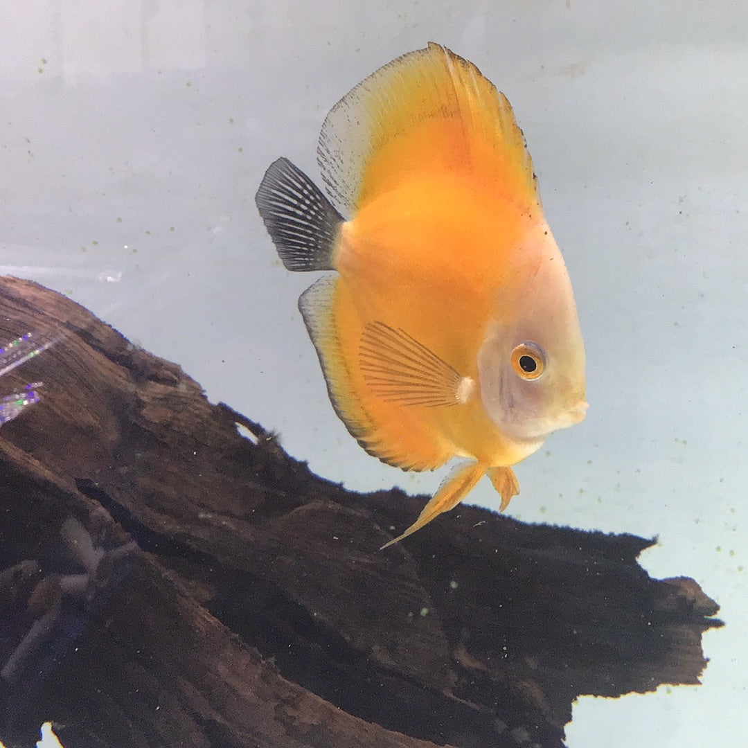 Yellow Melon Discus (Symphysodon sp.) – Tropical Aquarium