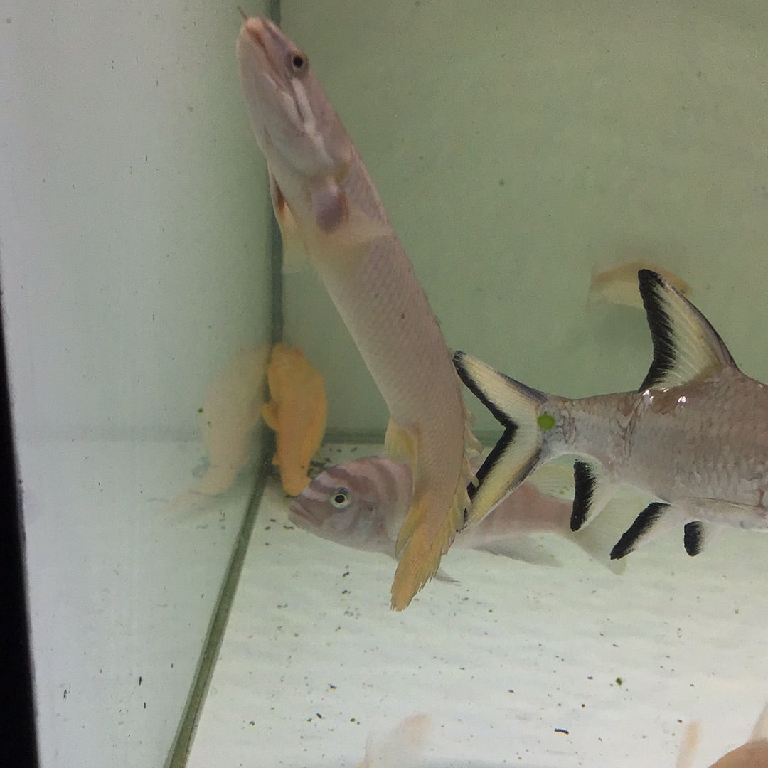 Senegal Bichir (Polypterus senegalus) – Tropical Aquarium