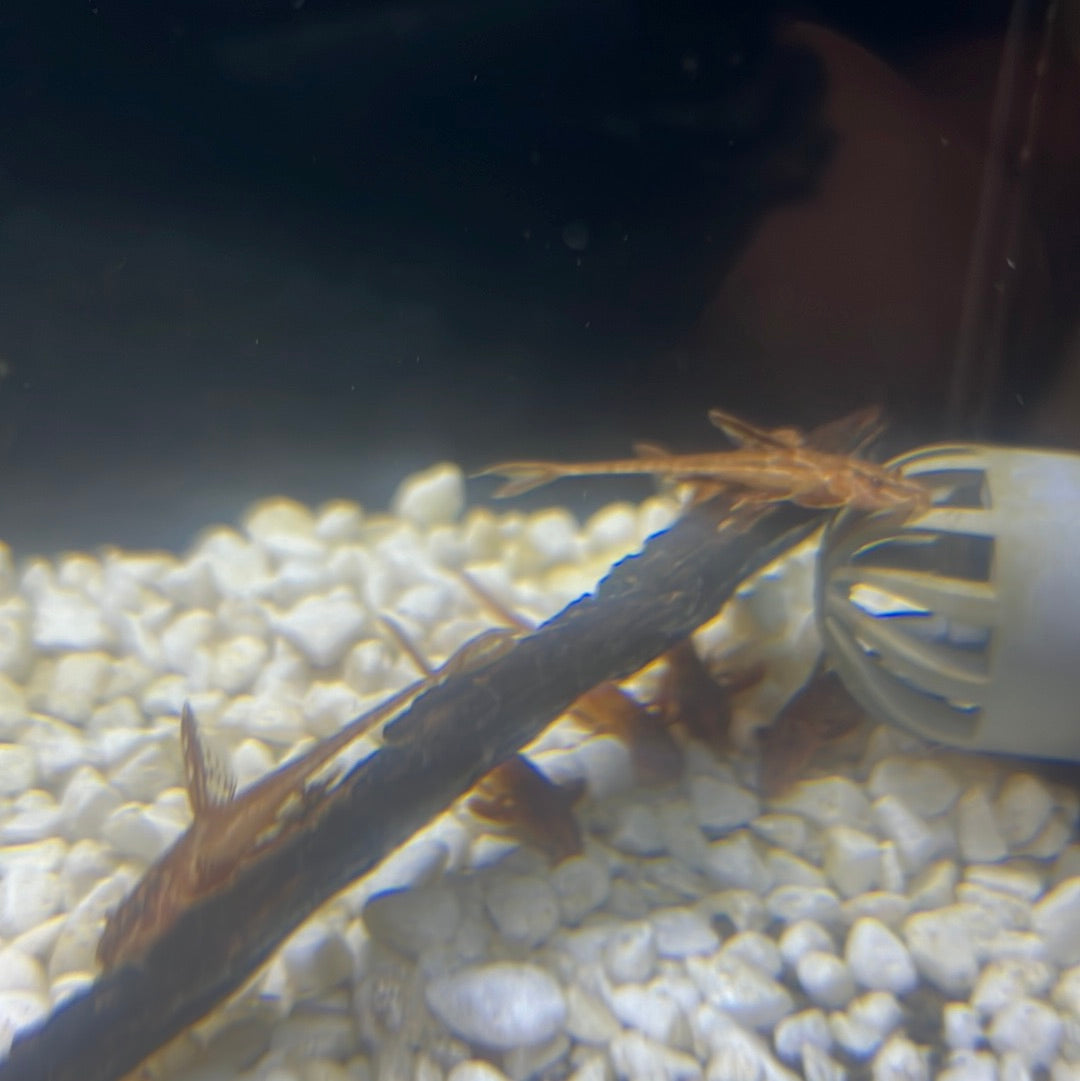 Red Whiptail Catfish (Rineloricaria sp L010a) – Tropical Aquarium
