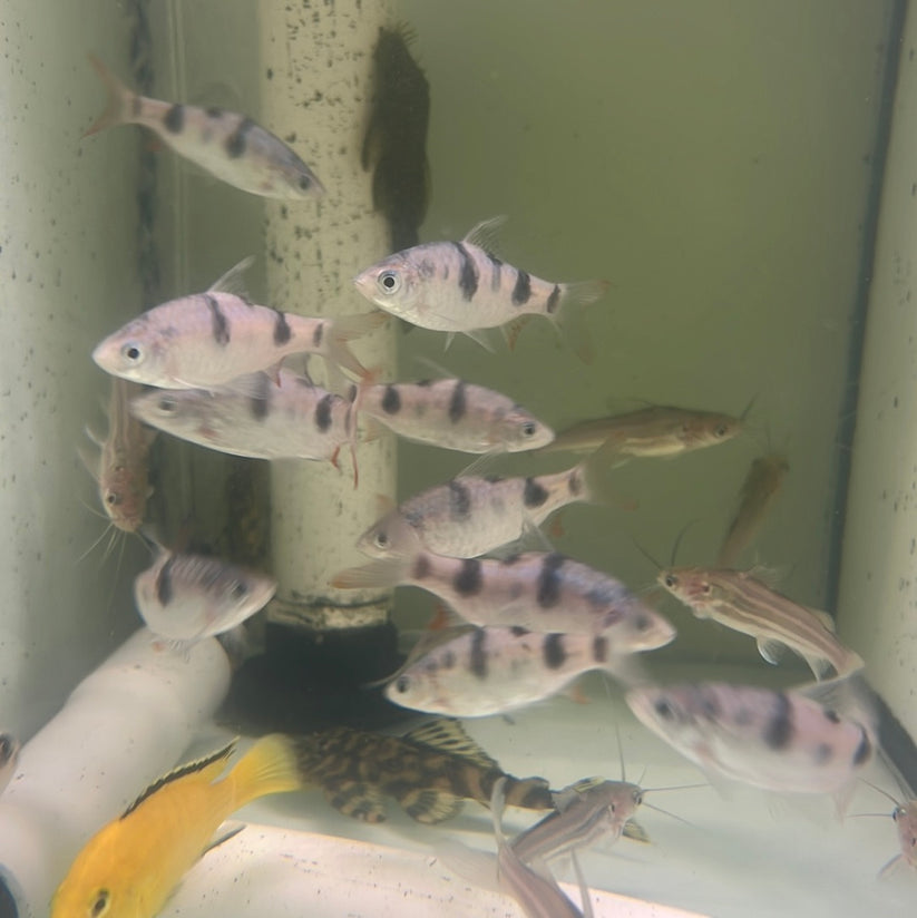 Arulius Barb (Puntius arulius) – Tropical Aquarium