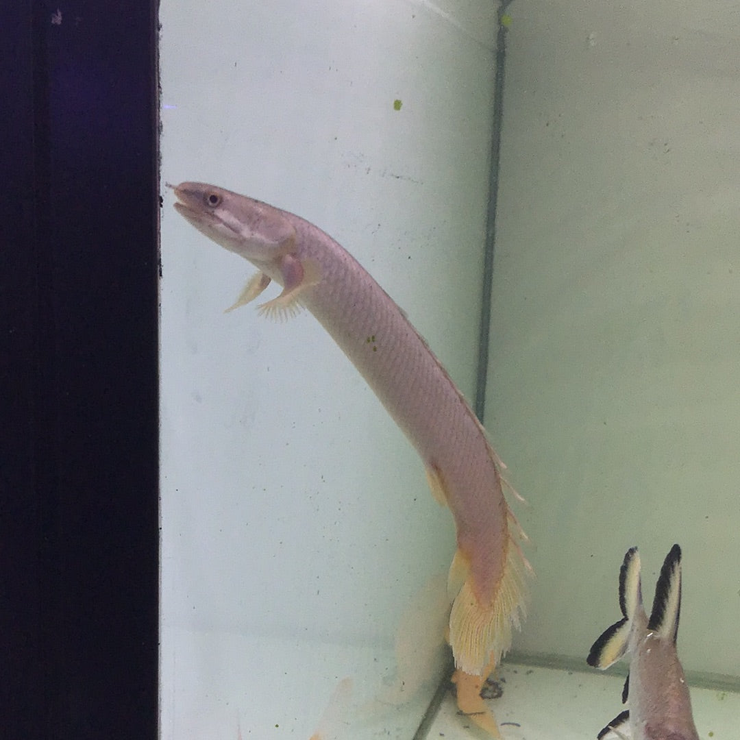 Senegal Bichir (Polypterus senegalus) – Tropical Aquarium