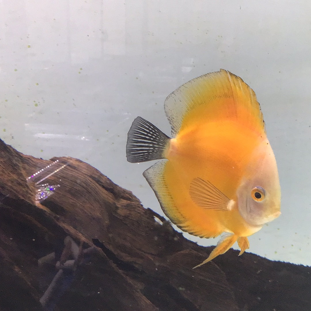 Yellow Melon Discus (Symphysodon sp.) – Tropical Aquarium
