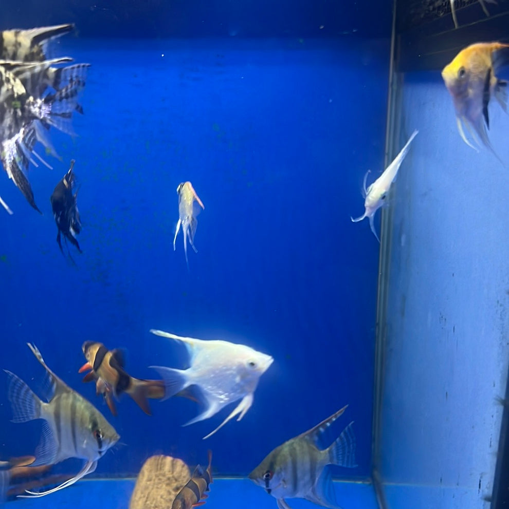 Assorted Angelfish (Pterophyllum Scalare ) – Tropical Aquarium