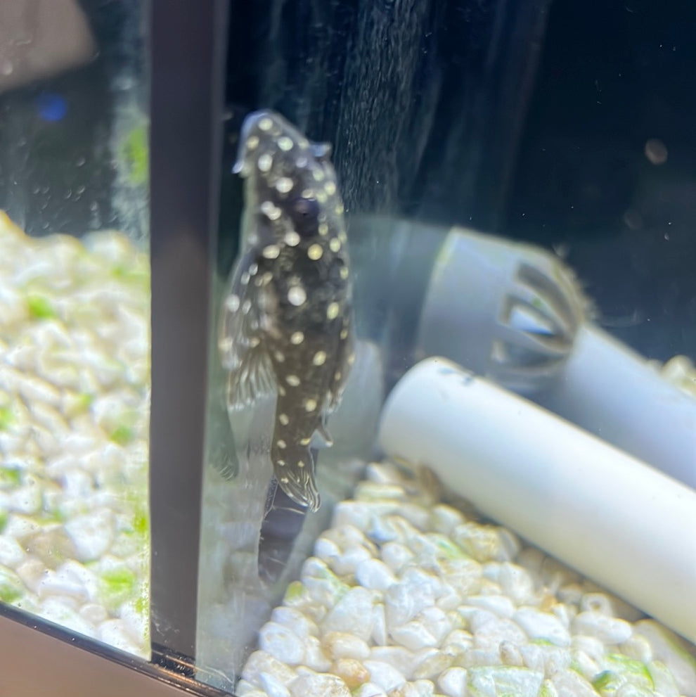 L201 Snowball Pleco (Hypancistrus sp.) – Tropical Aquarium