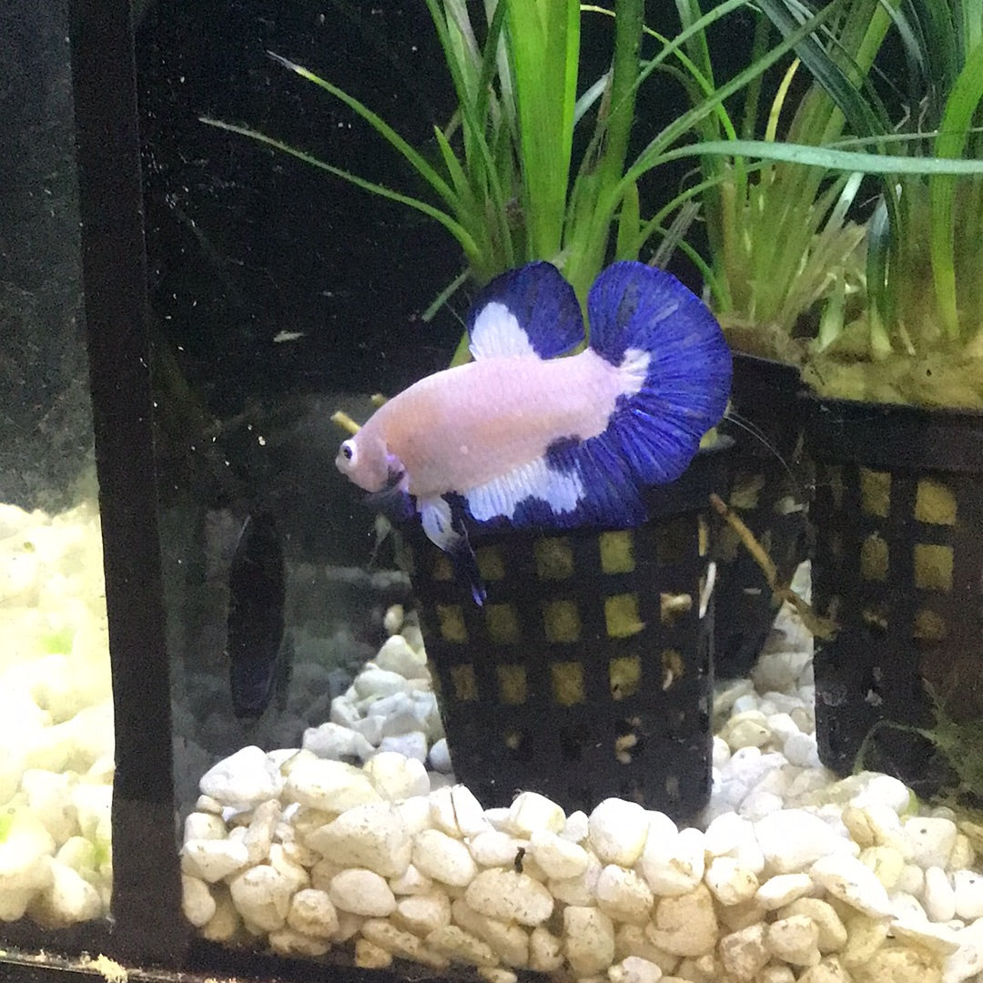 Blue Marble Panda Betta – Tropical Aquarium