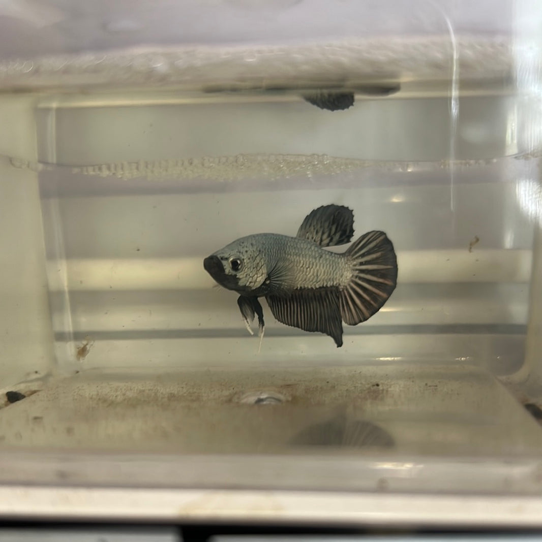 Bettas - Buy Betta Fish (Fighting Fish) Online Australia – Tropical ...