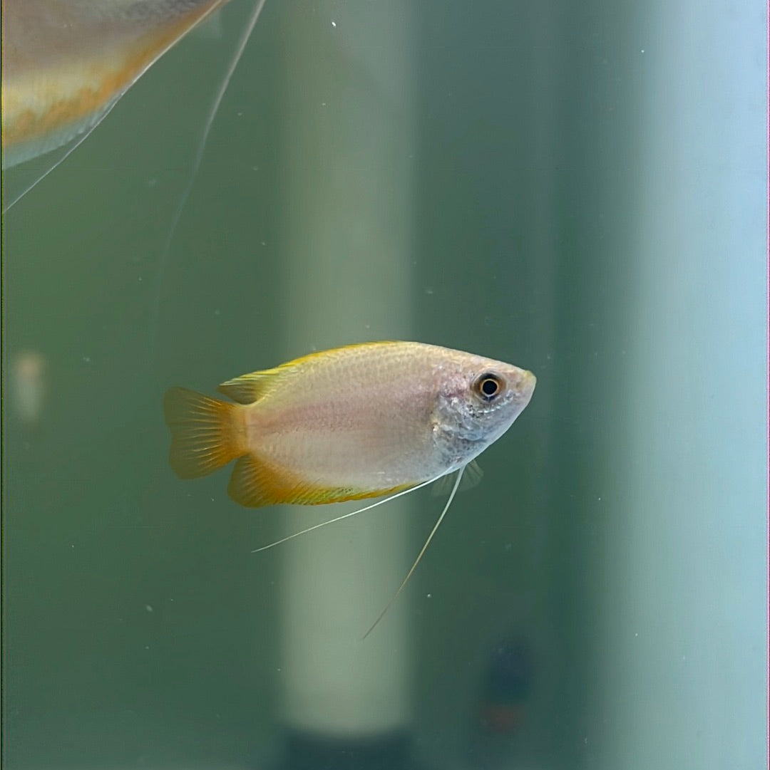 Gold Honey Dwarf Gourami (Trichogaster chuna) – Tropical Aquarium