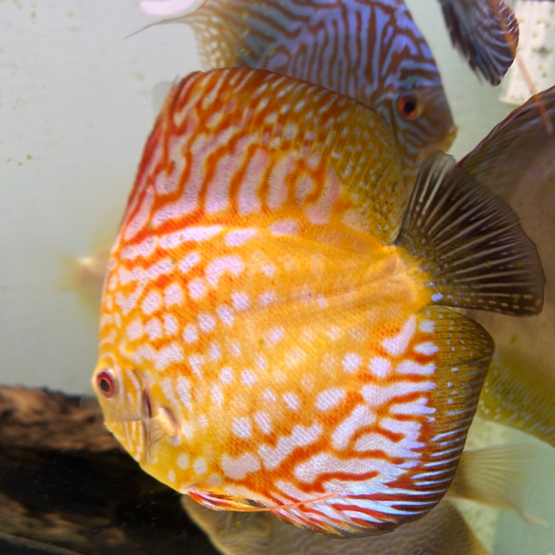 Yellow Pidgeon Blood Discus (Symphysodon sp.) – Tropical Aquarium