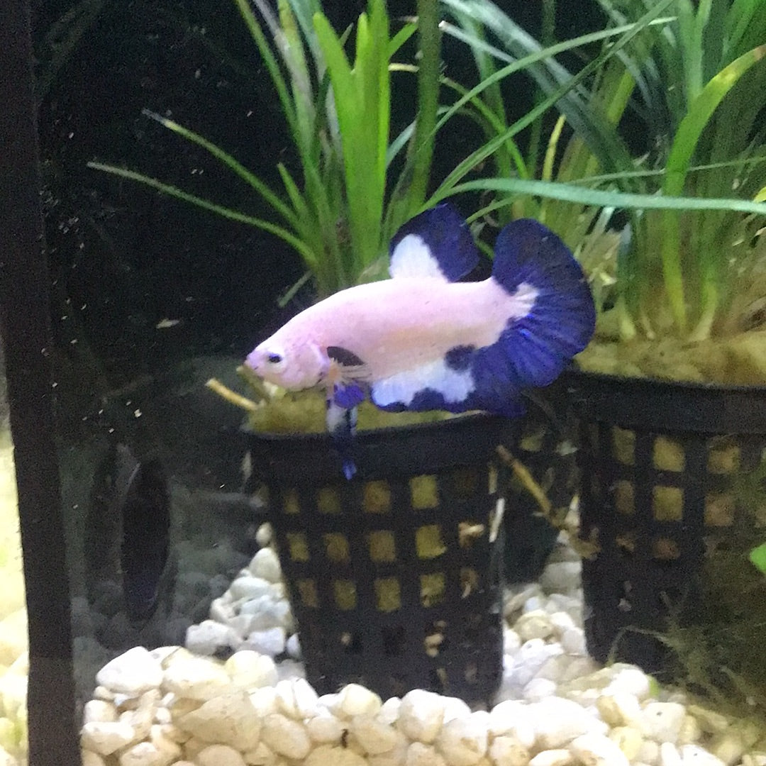 Blue Marble Panda Betta – Tropical Aquarium