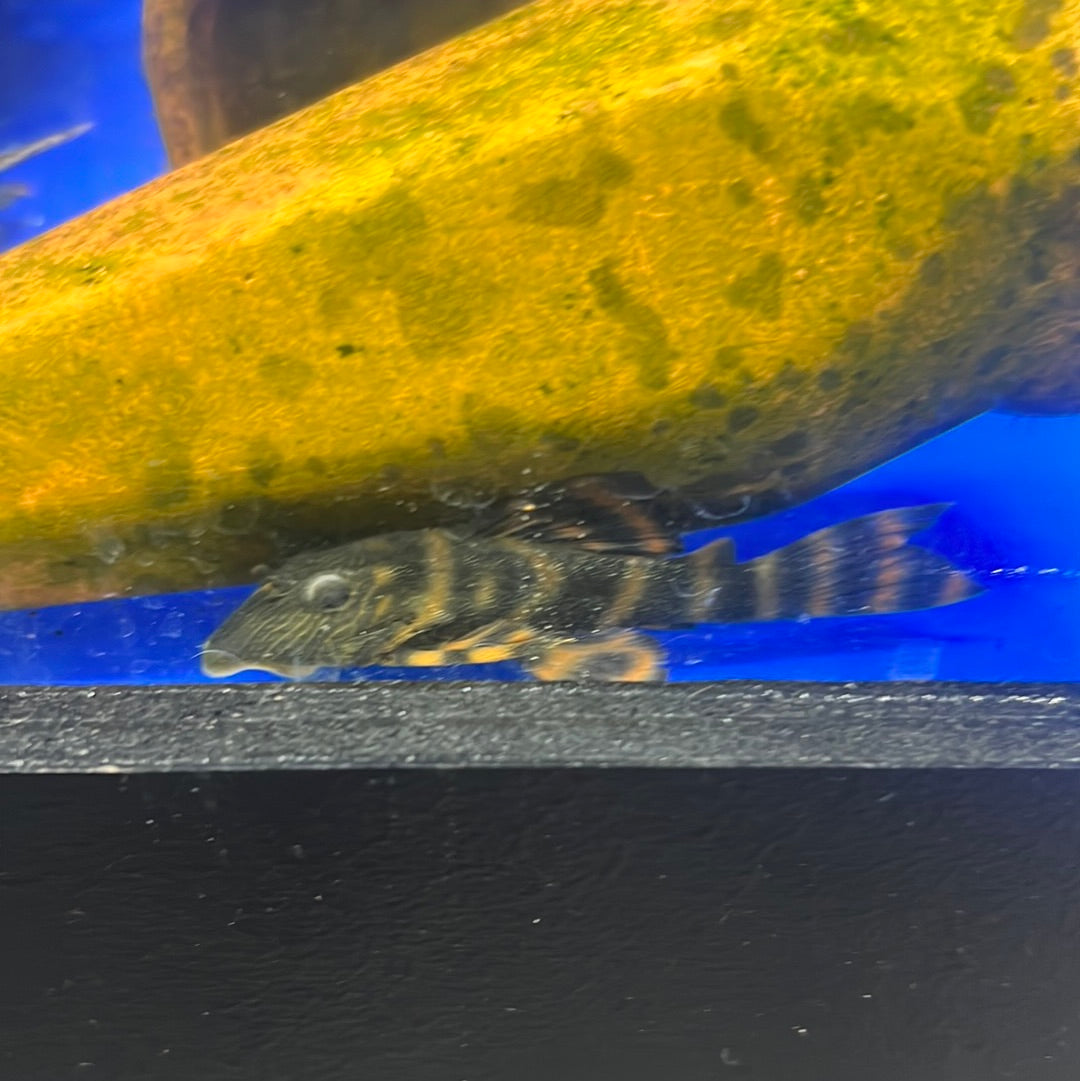 L397 Alenquer Tiger Pleco (Panaqolus sp.) – Tropical Aquarium