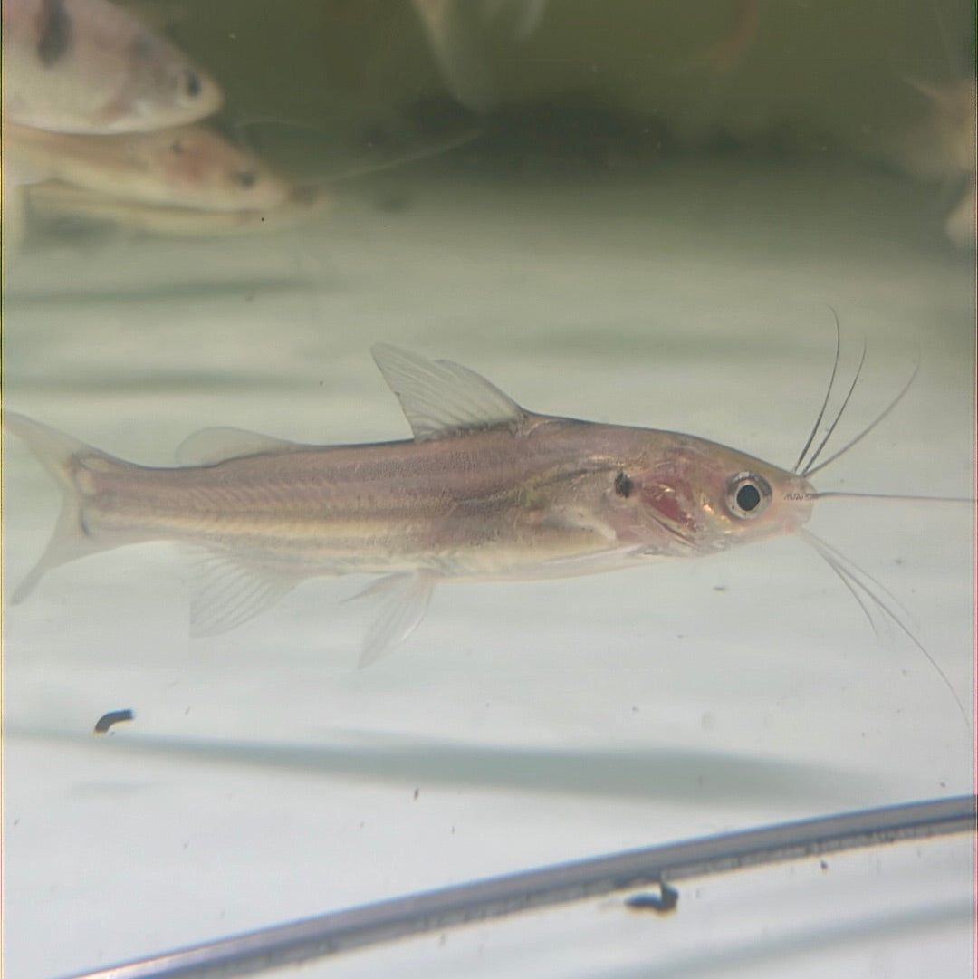Mystus Catfish (Mystus vittatus) – Tropical Aquarium